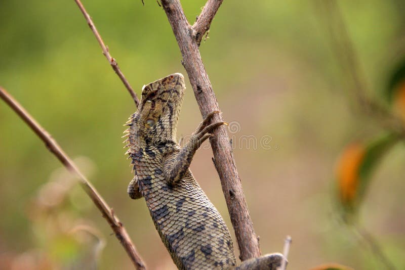 Ovipary Stock Photos - Free & Royalty-Free Stock Photos from Dreamstime