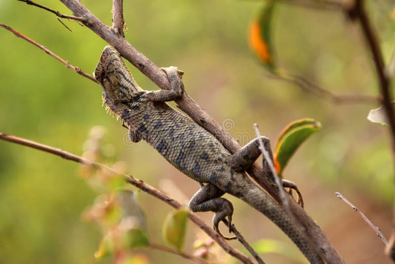 Ovipary Stock Photos - Free & Royalty-Free Stock Photos from Dreamstime