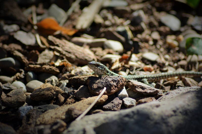 The lizard break stock photo. Image of reptile, tree - 250198936