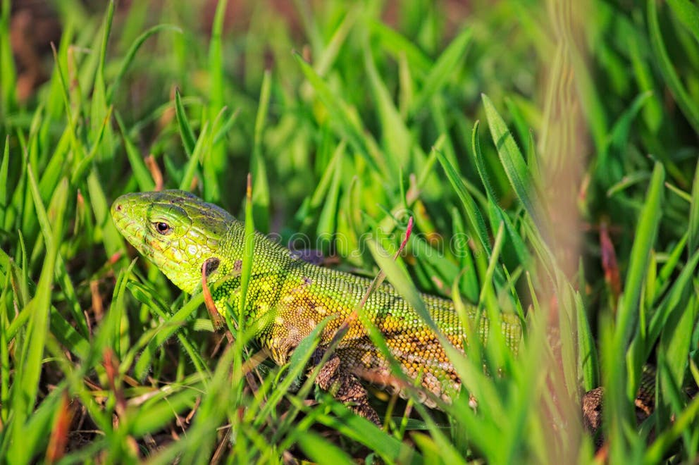 Green stock photo. Image of disguising, creepy, conceal - 87236100