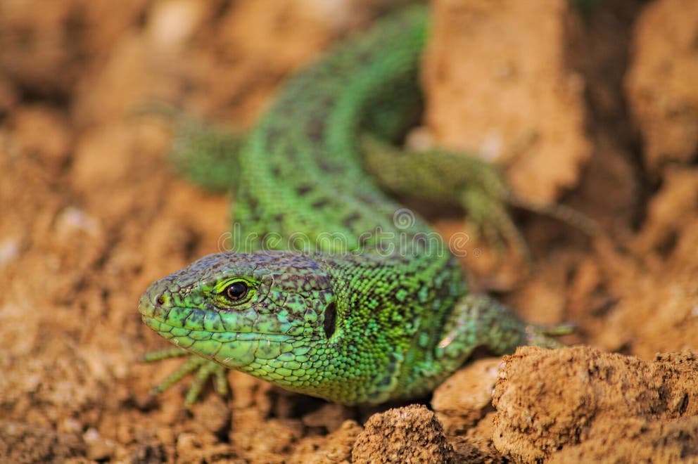 Rock stock photo. Image of conceal, creeping, cloaking - 87281932