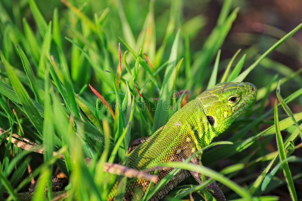Lizard stock image. Image of herb, lizard, hawk, disguising - 87282021