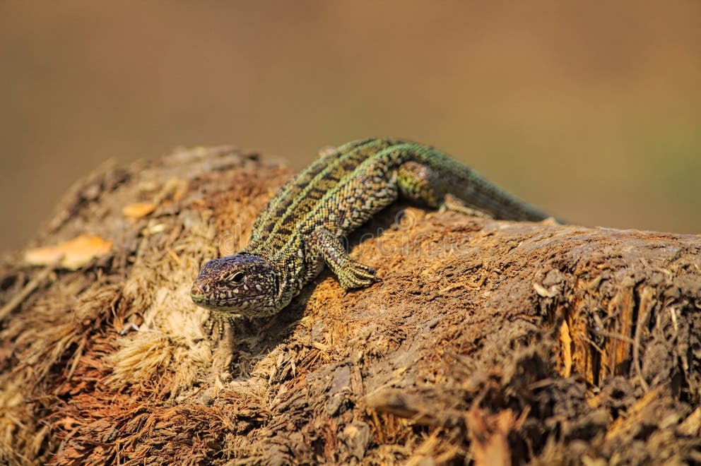 Lizard stock photo. Image of lizard, conceal, pangolin - 87282034