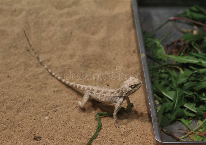 Lizard stock image. Image of meal, salad, lizard, plate - 59931903