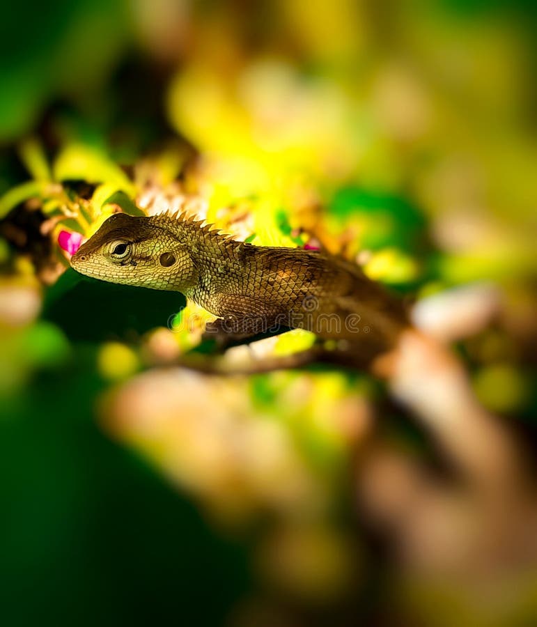 The Lizard in the bush stock photo. Image of animal - 186629888