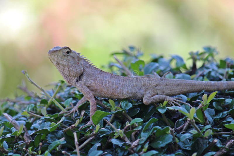 Lizard is on the bush. stock image. Image of brown, life - 117884191