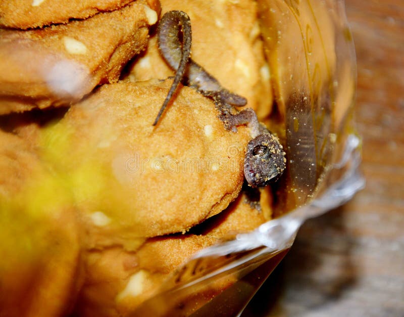 Lizard on Butter Cookies Bag Stock Photo - Image of reptile, cookies ...