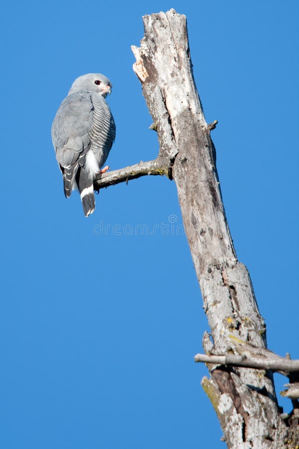 Lizard Buzzard stock photo. Image of tunya, bird, prey - 14500470