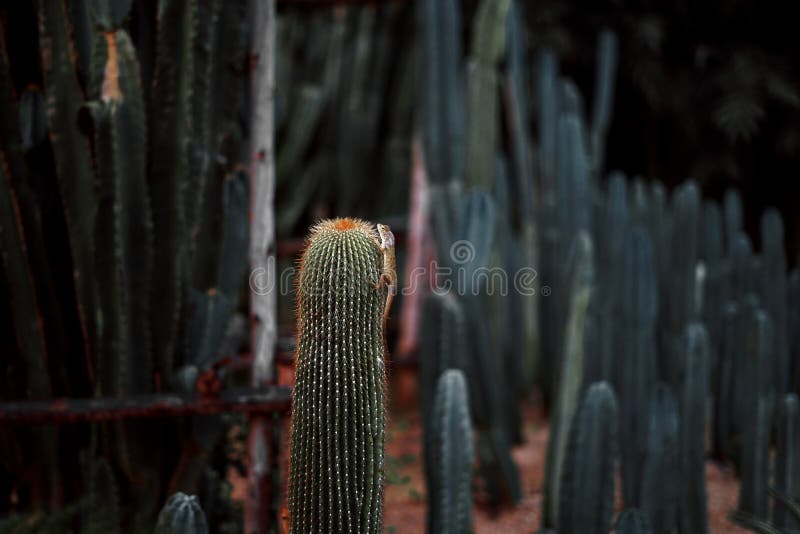 Lizard on Cactus in the Garden Stock Image - Image of nature, natural ...