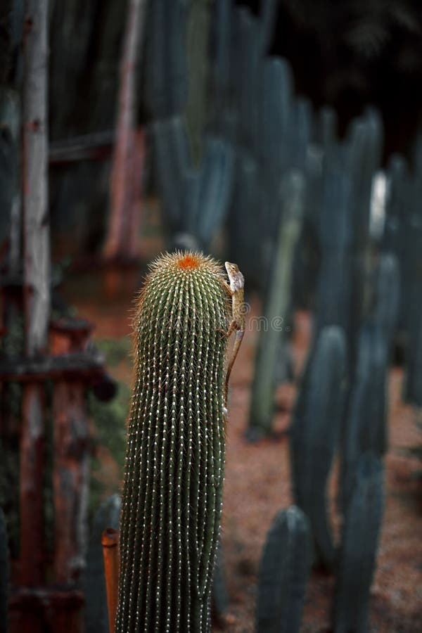 Lizard on Cactus in the Garden Stock Image - Image of galliwasp, cactus ...