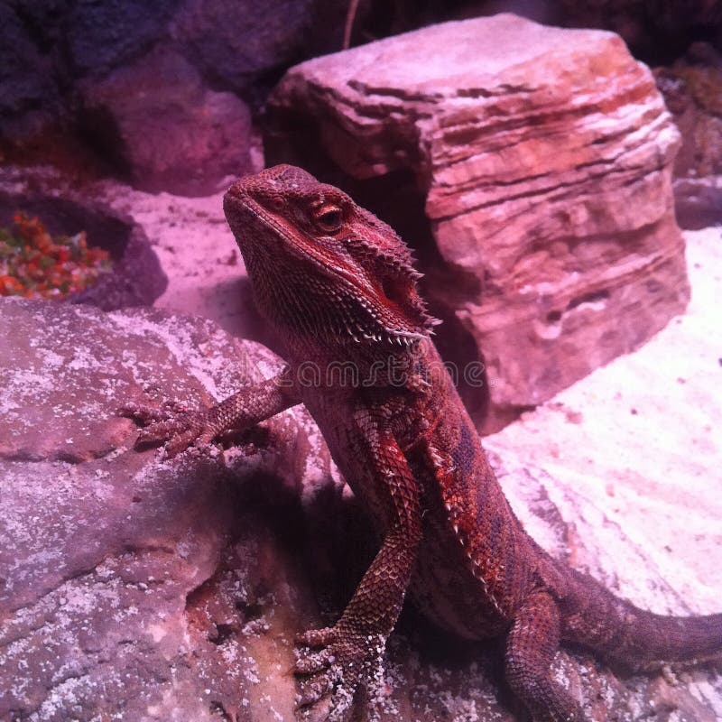 A lizard in cage stock photo. Image of oriental, documentary - 180812738