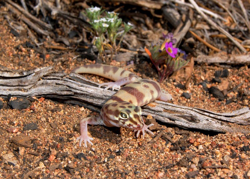Lizard Called the Desert Banded Gecko Stock Image - Image of lick ...