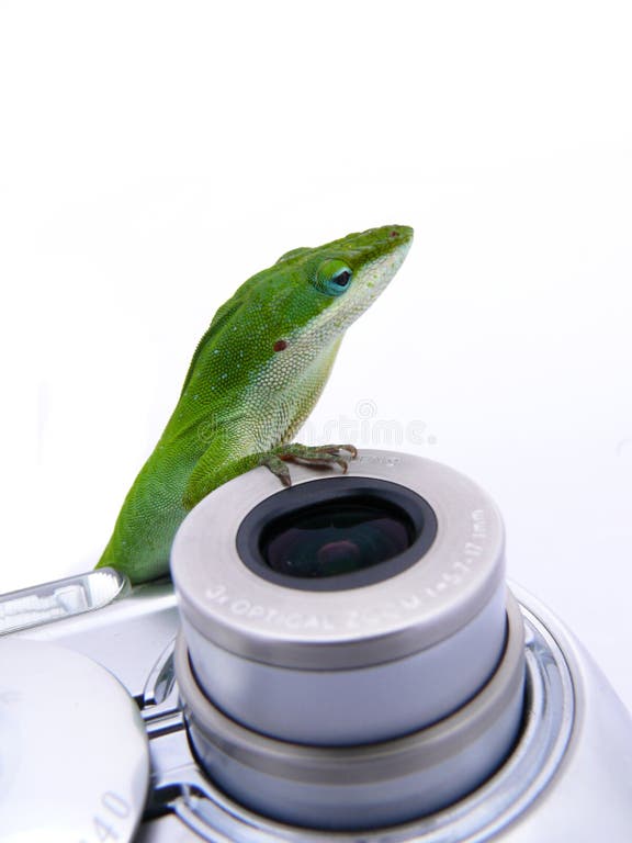 Lizard on camera stock photo. Image of crawling, shoot - 4133956