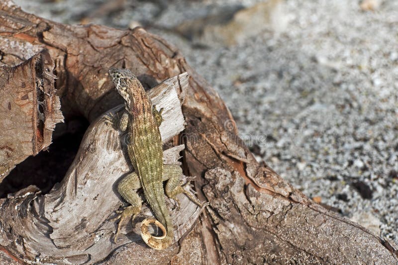 Lizard camouflage. stock image. Image of skin, scaly - 35420401