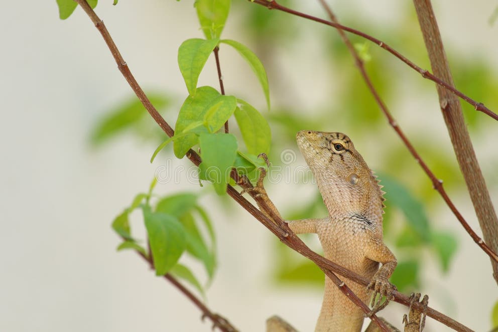 Lizard camouflage tree stock image. Image of garden, nepal - 69951289