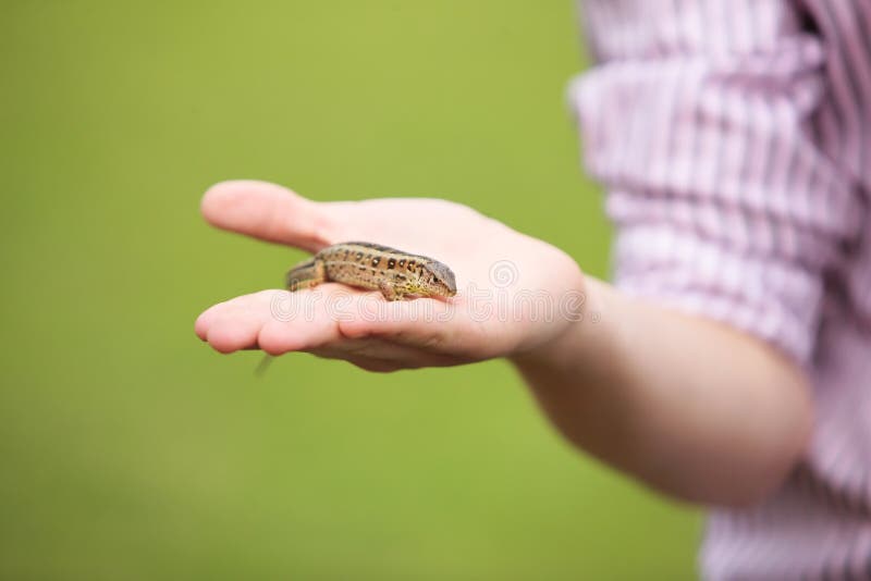 Lizard Captured Held In Hand In Nautre Picture. Image: 10169493