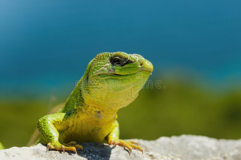 Lizard in the castle stock image. Image of stone, castle - 44884287