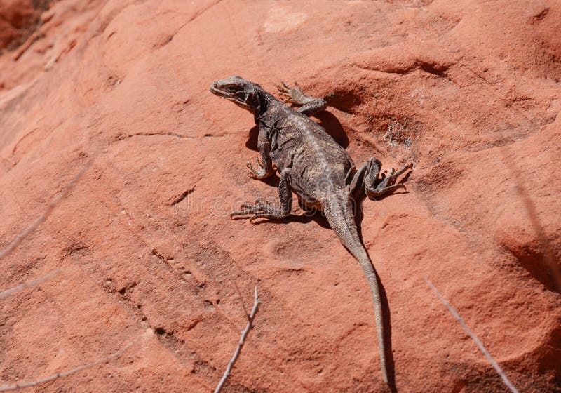 Lizard in the red rocks stock photo. Image of hiding - 244872798