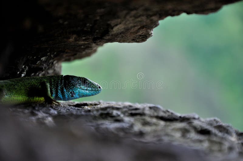 Lizard cave stock photo. Image of gray, caught, rock - 14880174