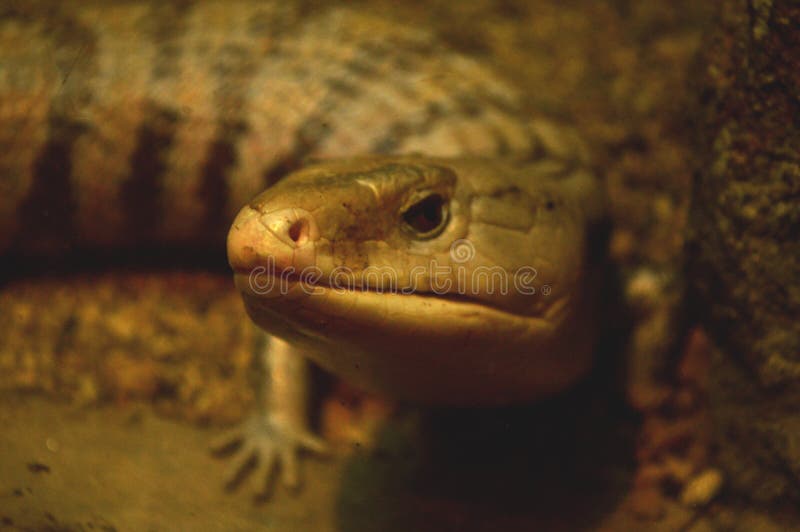 Lizard in cave stock image. Image of animal, cave, small - 107265733