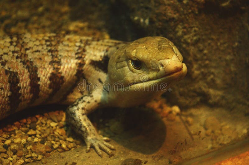 Lizard in cave stock image. Image of small, lizard, night - 107265965