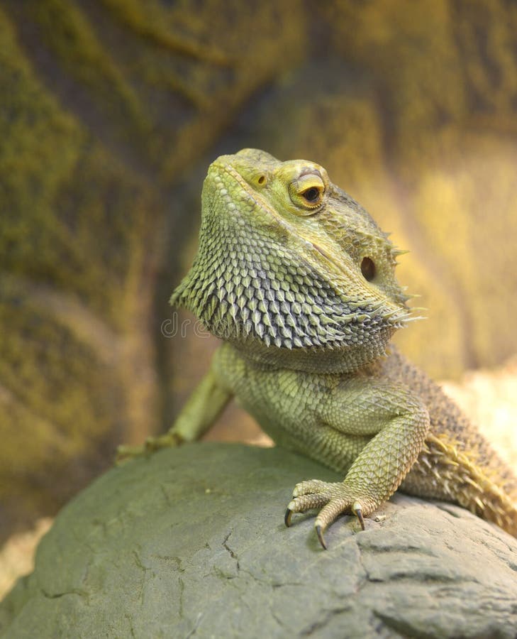 Lizard Central Bearded Dragon Pogona Vitticeps Sitting on a Stone in a ...