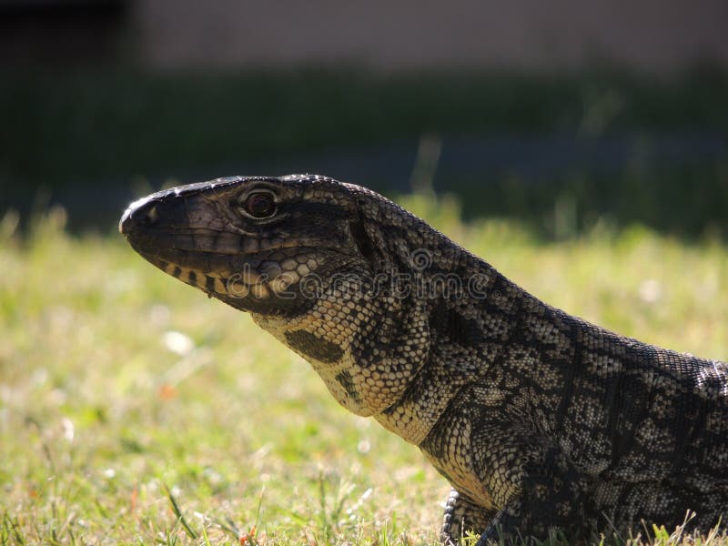 Lizard chilling in field stock image. Image of snake - 206498461