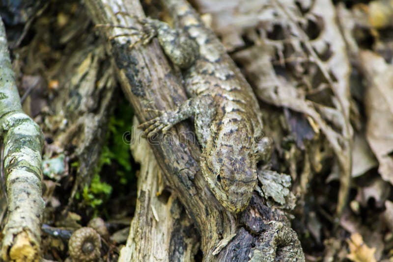 Lizard chilling on a limb stock image. Image of outdoors - 62764823