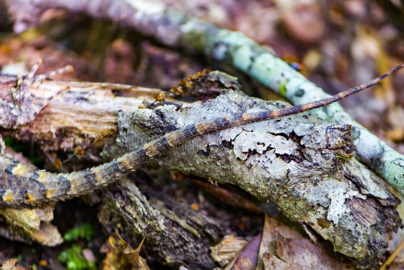 Lizard chilling on a limb stock photo. Image of brown - 64600330