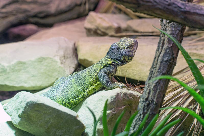 Lizard stock photo. Image of background, breeding, detail - 224645484