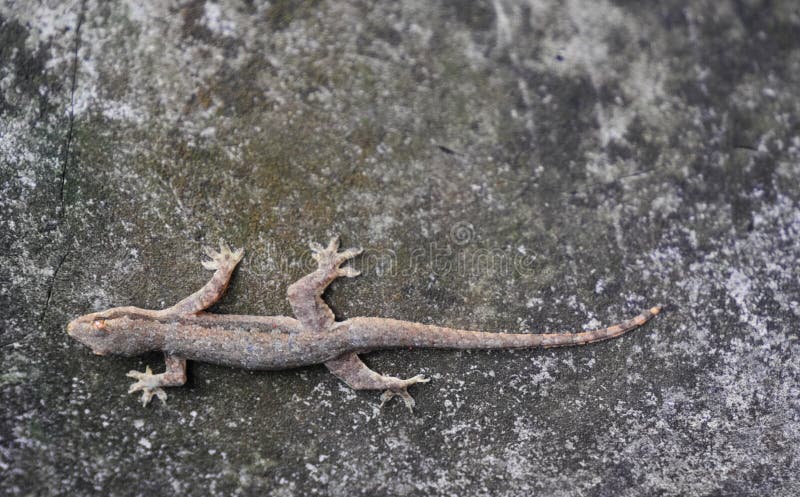A Lizard or Cicak on the Wall Stock Image - Image of black, nature ...