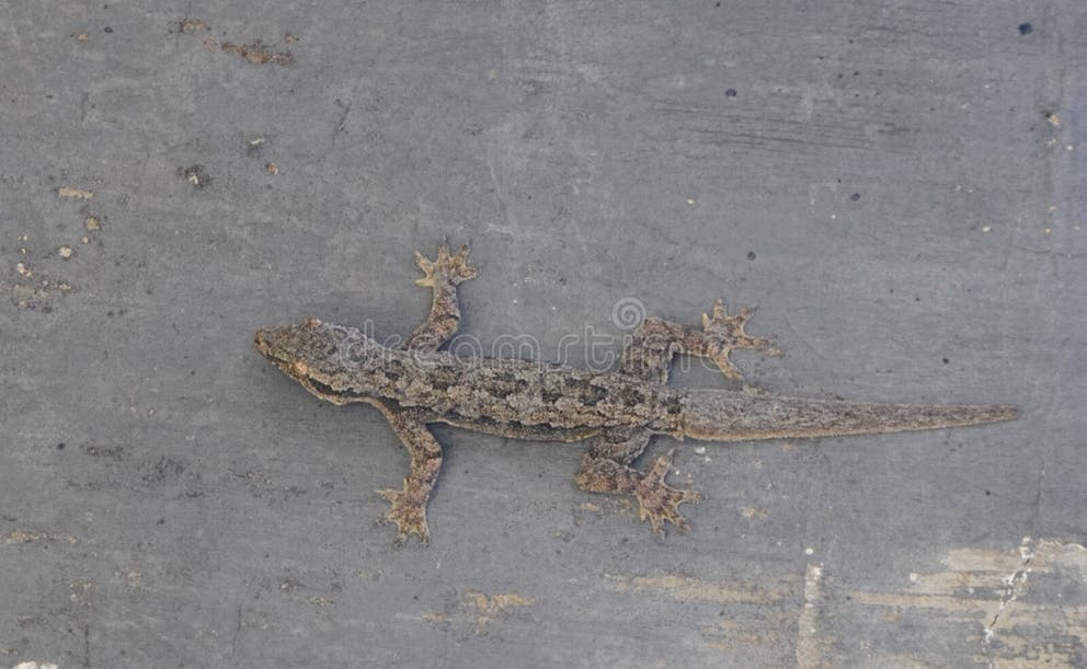 A Lizard or Cicak on the Wall Stock Image - Image of amphibian, soil ...