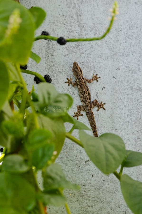 A Lizard or Cicak on the Wall Stock Image - Image of black, nature ...