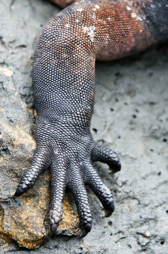 Lizard Claws stock photo. Image of amphibian, reptile - 6073806