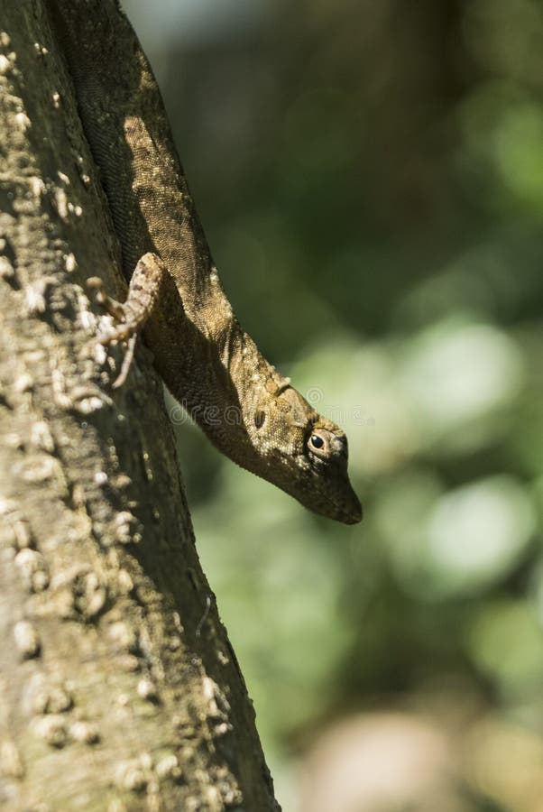 A lizard climbed on a tree stock image. Image of stick - 112856797