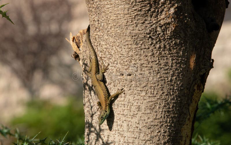 Lizard Climbing Down a Tree Stock Photo - Image of closeup, crawling ...