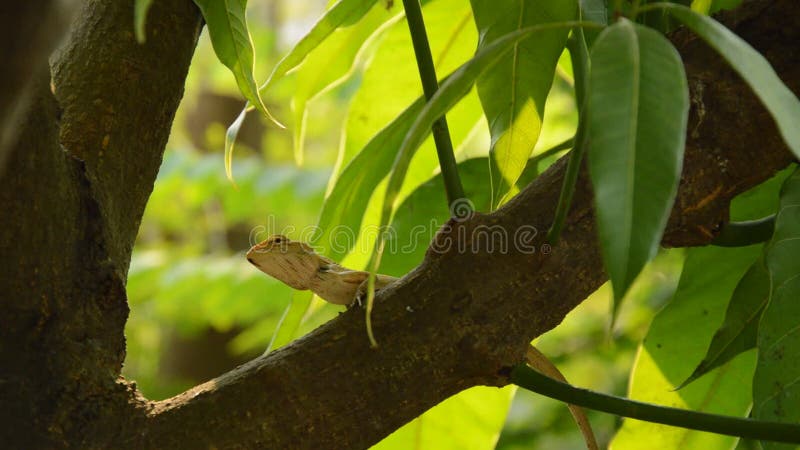 Lizard Climbing on Mango Tree in Garden Stock Footage - Video of green ...