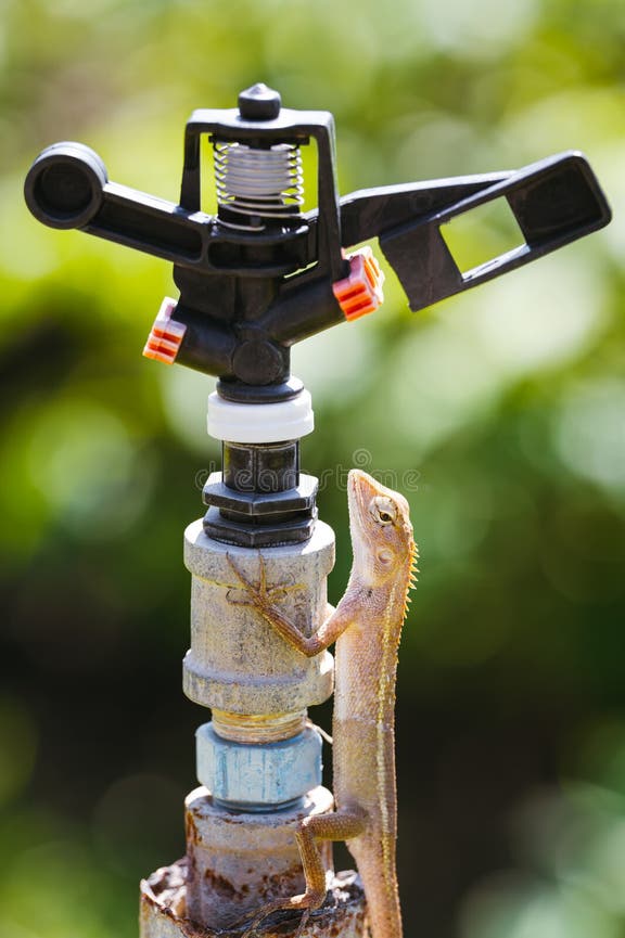 Lizard Climbing on a Old Rustic Water Sprinkler, Showcasing Its ...