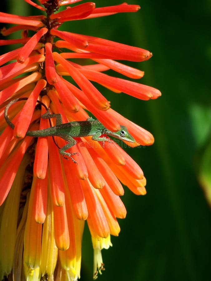 Colorful Anole stock photo. Image of reptile, latin, headed - 9798360