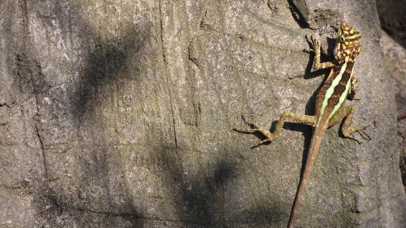 Lizard stock image. Image of color, colour, rock, climb - 68725455