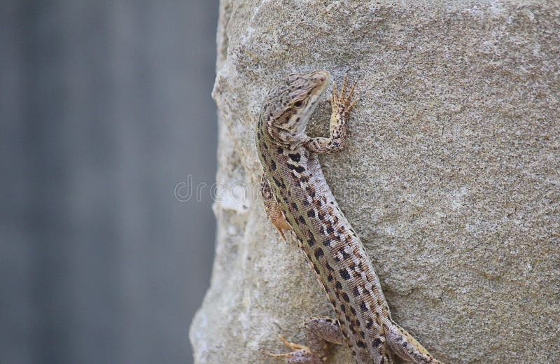 Lizard climbing the rocks stock photo. Image of climbing - 98371850