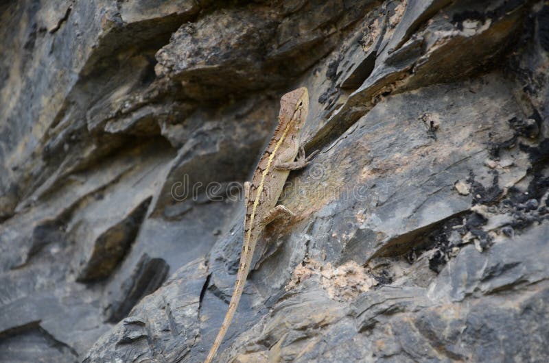 A Lizard Climbing Huge Rocks Stock Photo - Image of wood, nature: 184222260