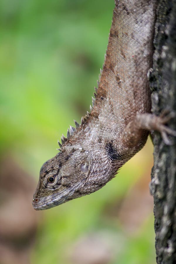 A Lizard is Climbing on a Tree. Stock Photo - Image of geckos, black ...