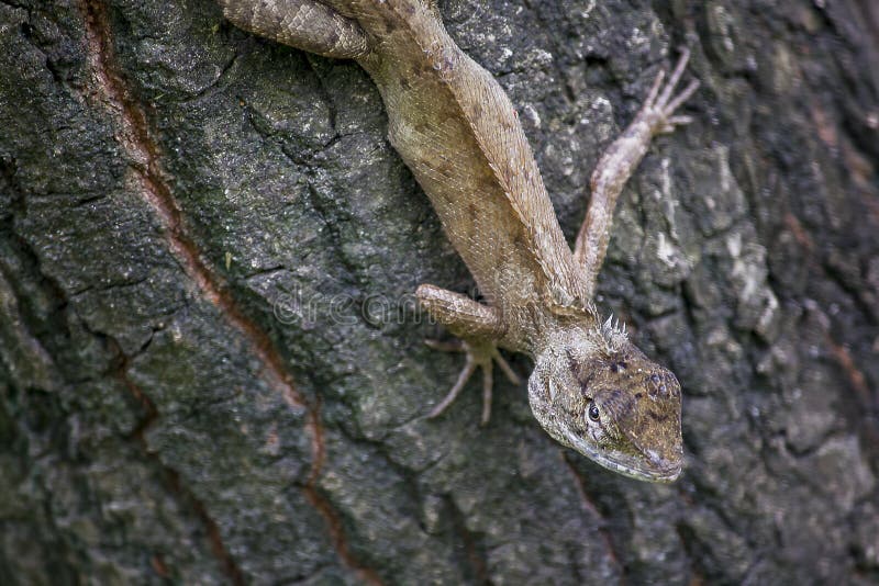 A Lizard is Climbing on a Tree. Stock Image - Image of leaf, looking ...