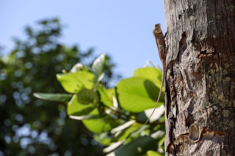Lizard Climbing a Tree in Nature Stock Photo - Image of garden, travel ...