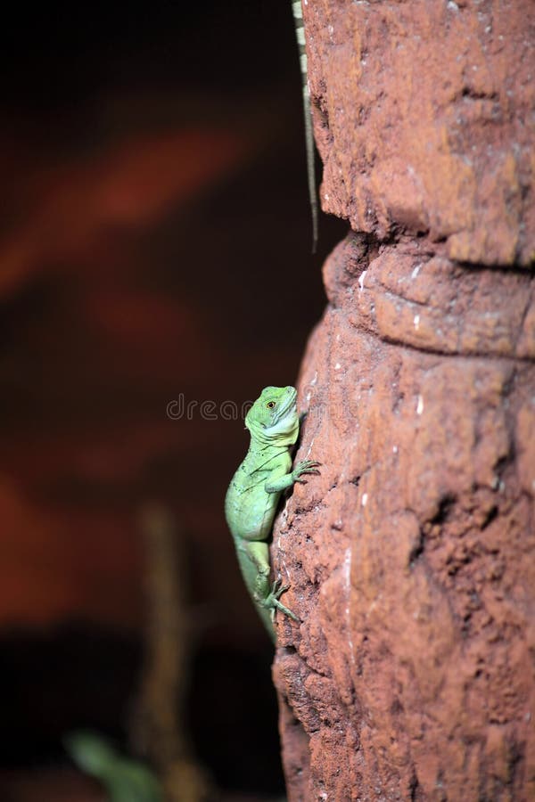 Lizard Climbing Up the Rock Stock Image - Image of crest, safari: 46375293