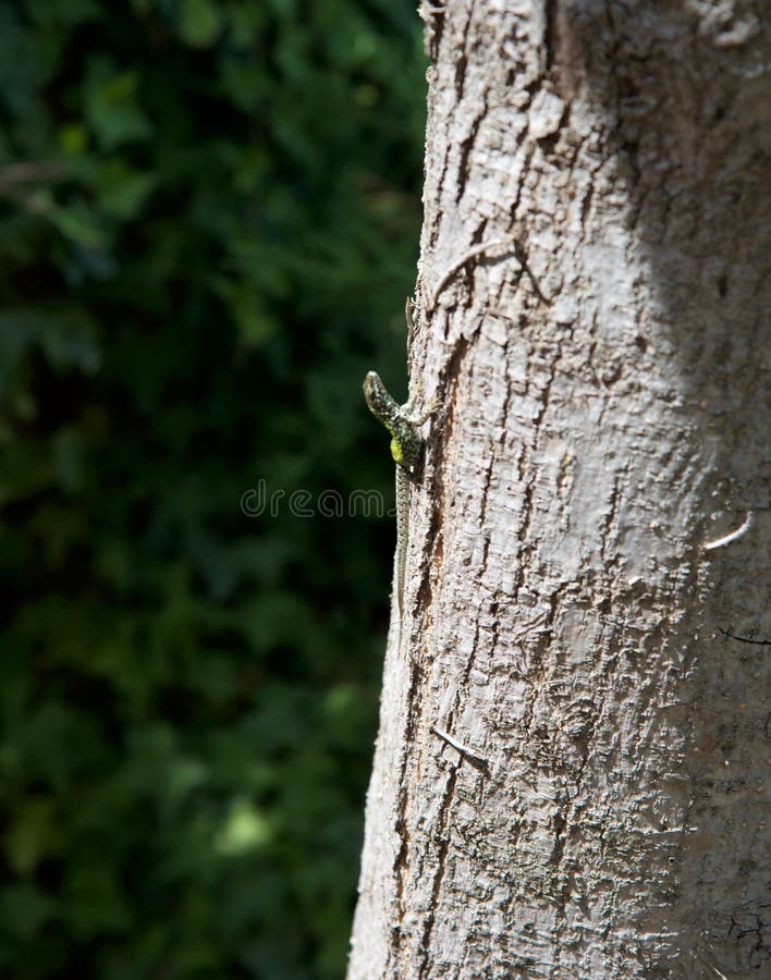 Lizard on tree stock photo. Image of macro, sunshine - 106679598