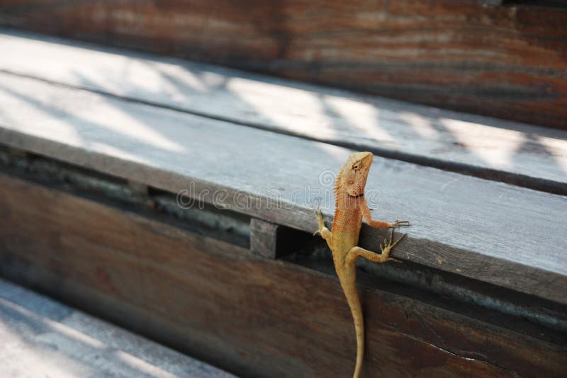 Pet Fence Stair Stock Photos - Free & Royalty-Free Stock Photos from ...