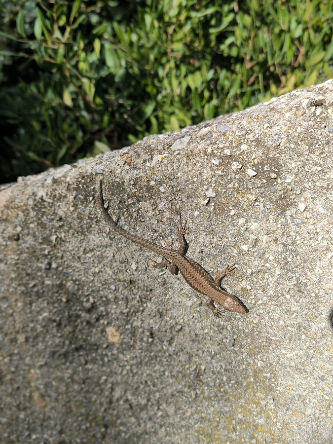 A lizard climbs the wall stock photo. Image of skink - 349636170