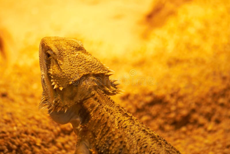 Big lizard close-up stock image. Image of iguana, legs - 6547433